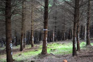 Continuous Cover Forestry | SILVICULTURE RESEARCH INTERNATIONAL
