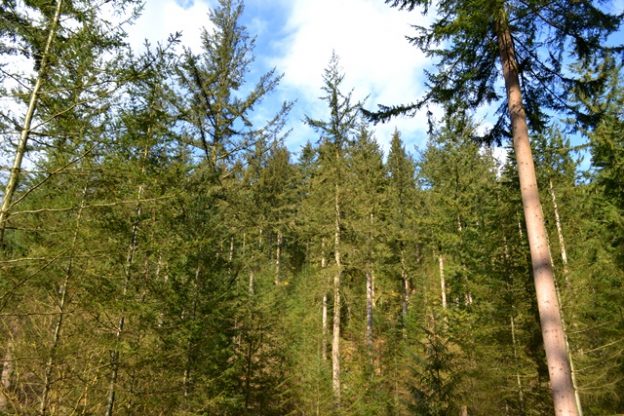 Continuous Cover Forestry | SILVICULTURE RESEARCH INTERNATIONAL
