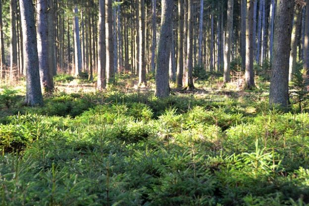 Continuous Cover Forestry | SILVICULTURE RESEARCH INTERNATIONAL