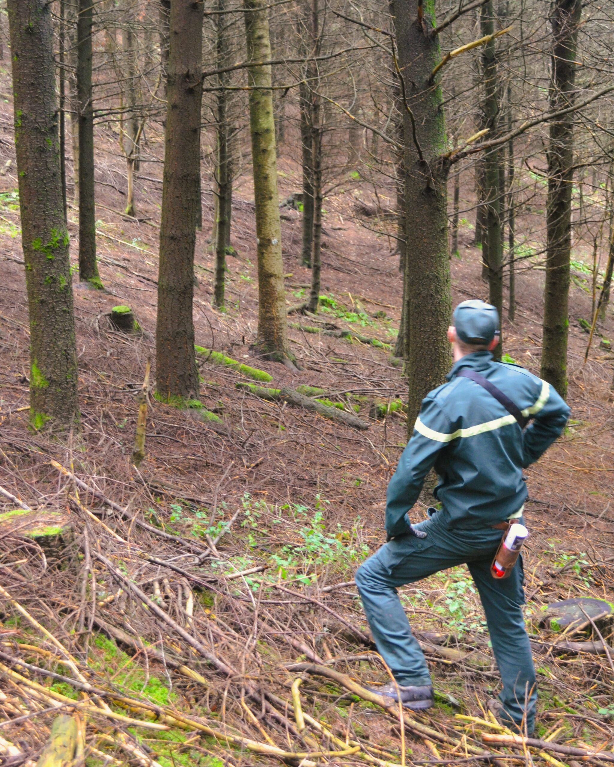 Silviculture | SILVICULTURE RESEARCH INTERNATIONAL