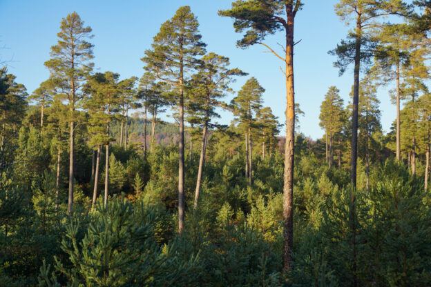 Silviculture | SILVICULTURE RESEARCH INTERNATIONAL