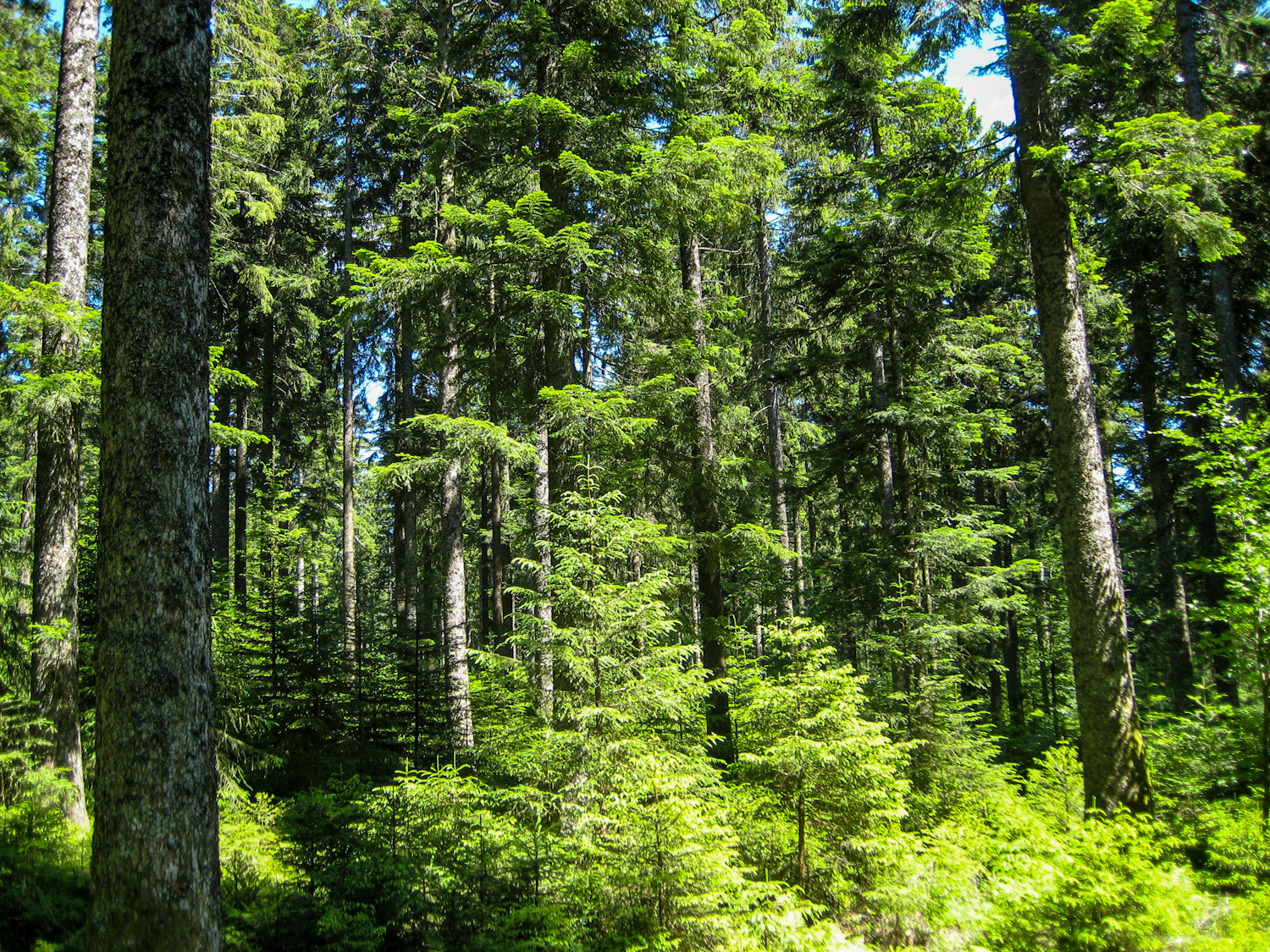 Silviculture | SILVICULTURE RESEARCH INTERNATIONAL